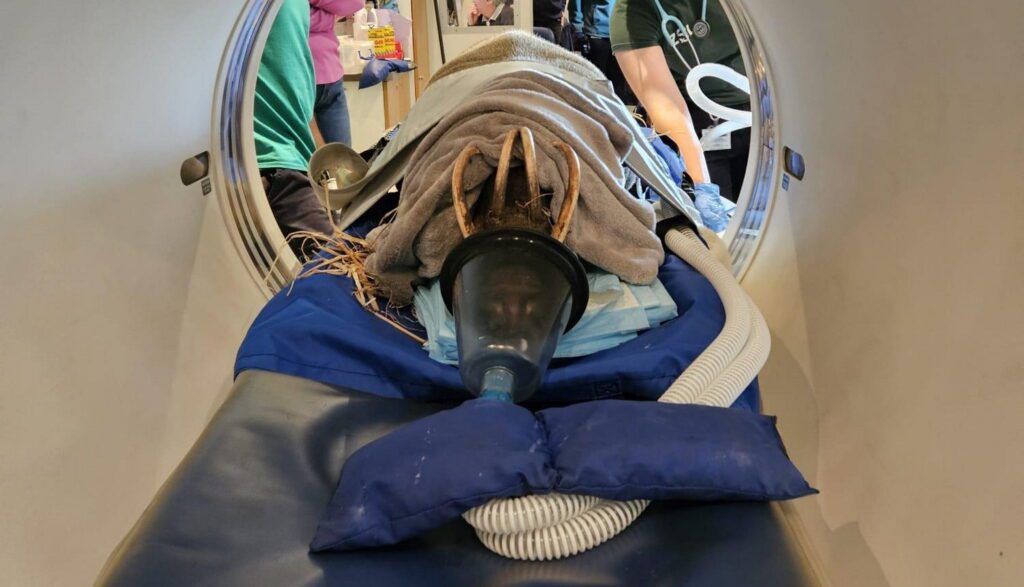 'Ugliest pig' treated at London Zoo dentist