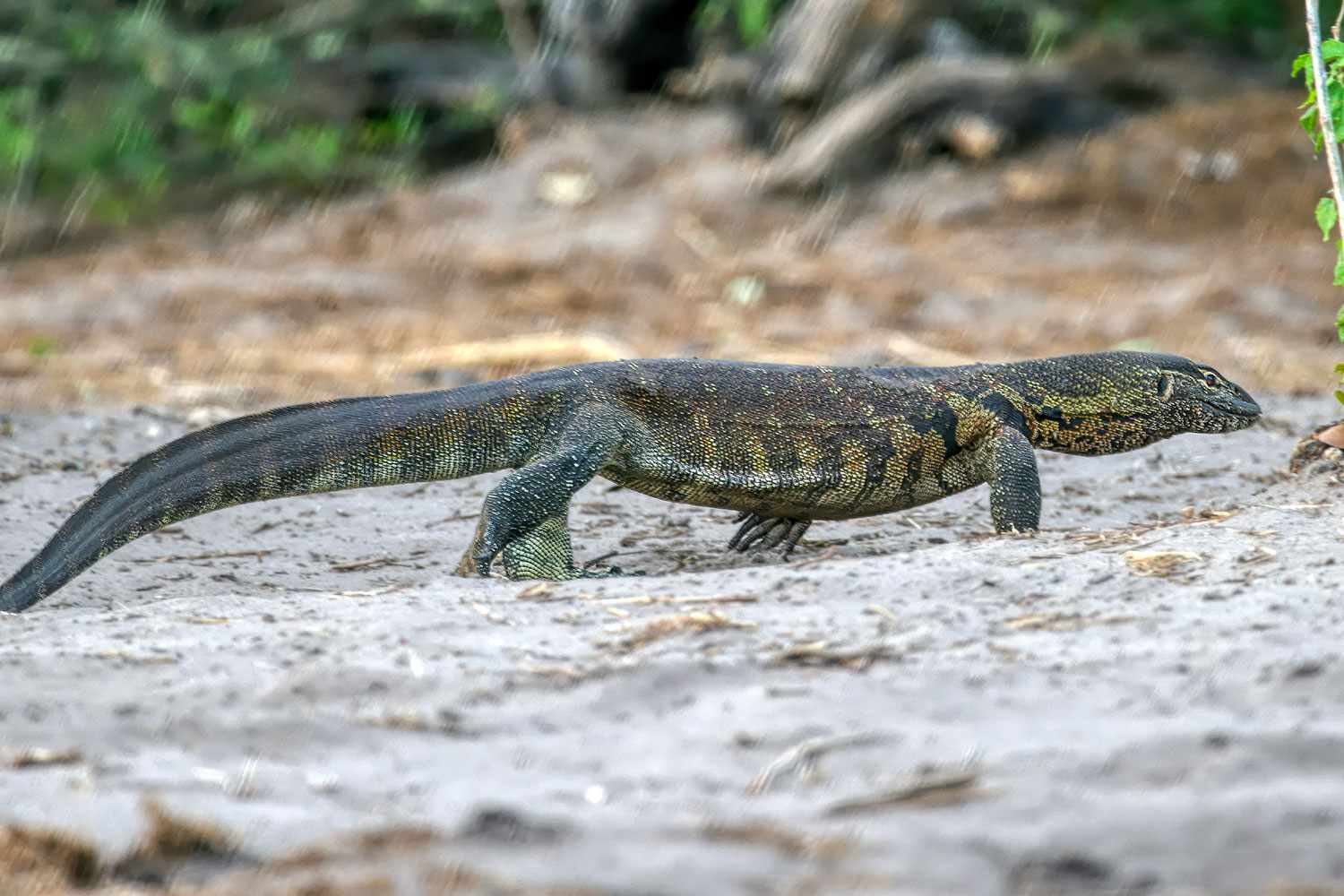 Florida officials warn residents about dangerous invasive reptile in ...