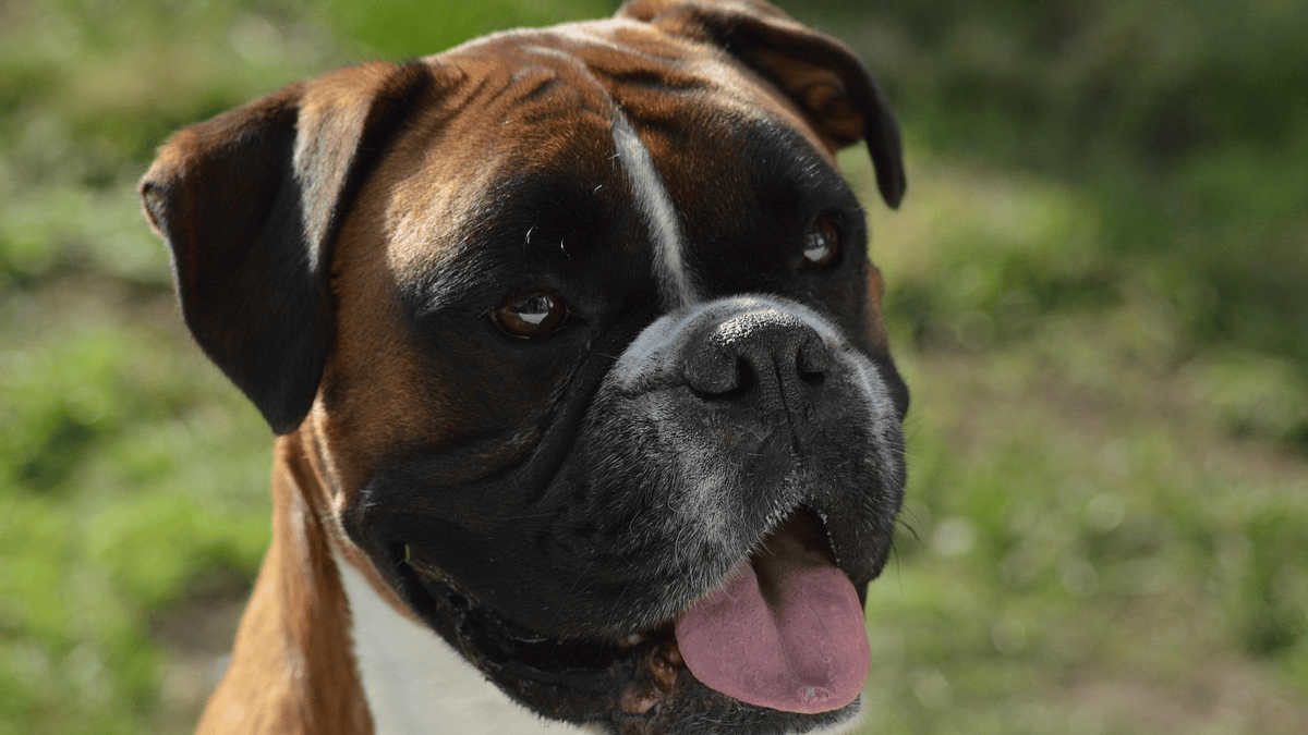 These 11 dog breeds think they're human (and they prove it)