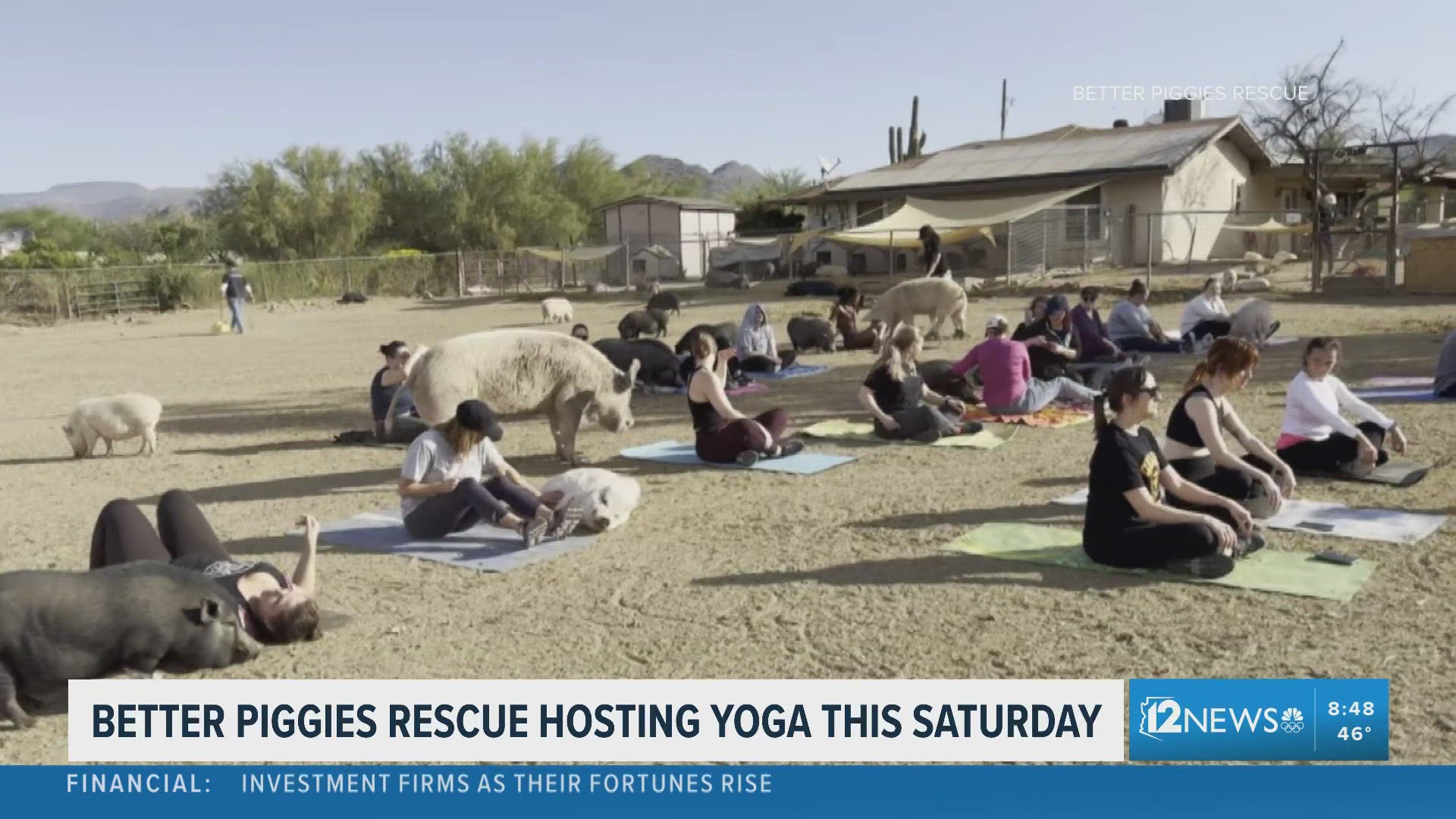 Better Piggies Rescue to host yoga event