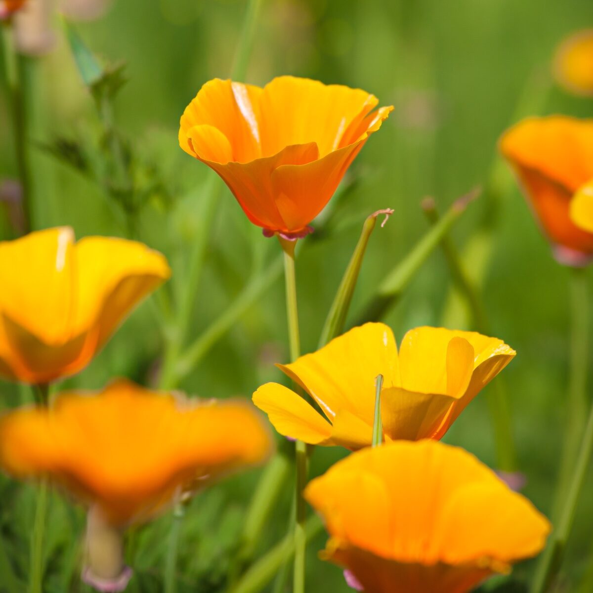 6 surprising facts about wildflowers