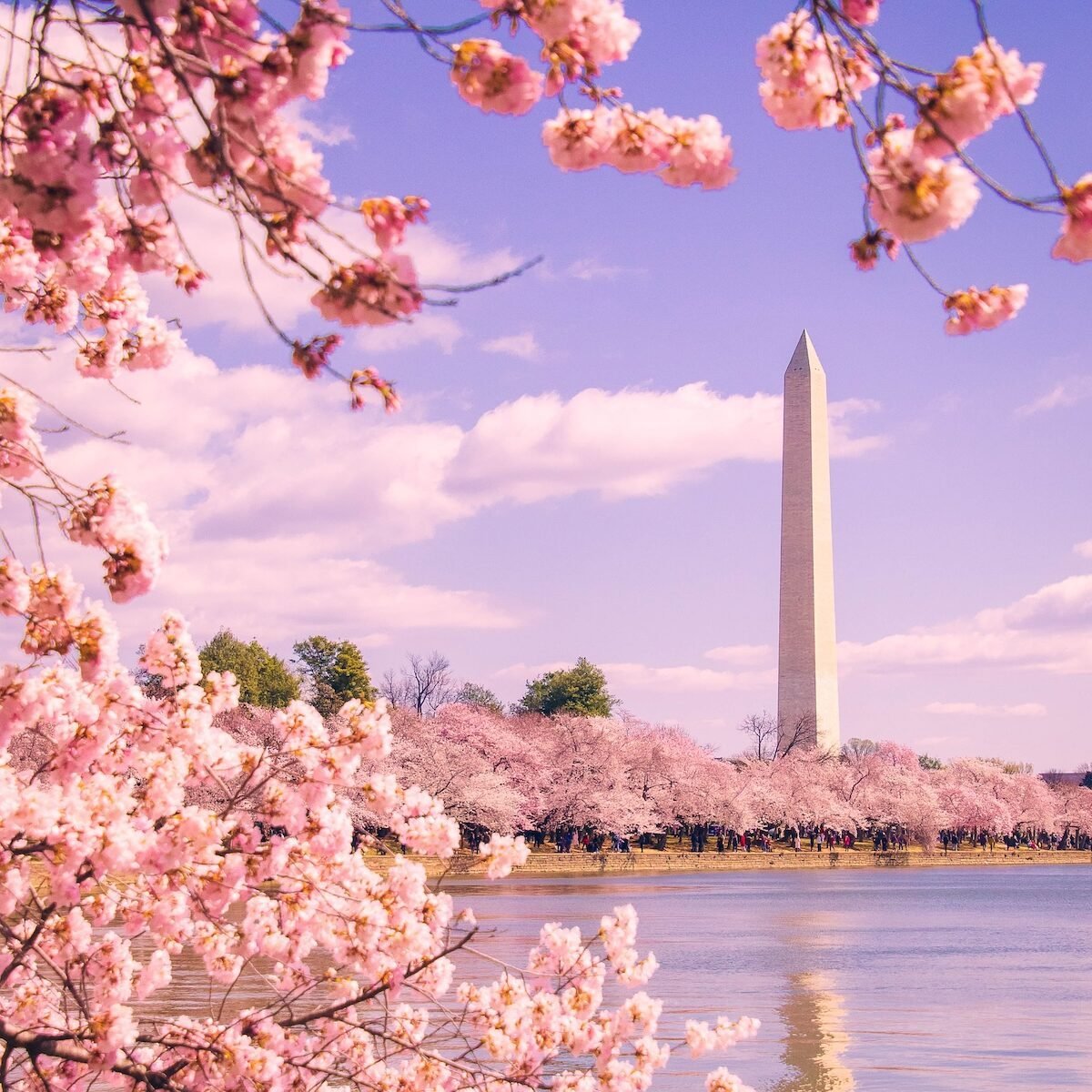 6 fascinating cherry tree facts you should know
