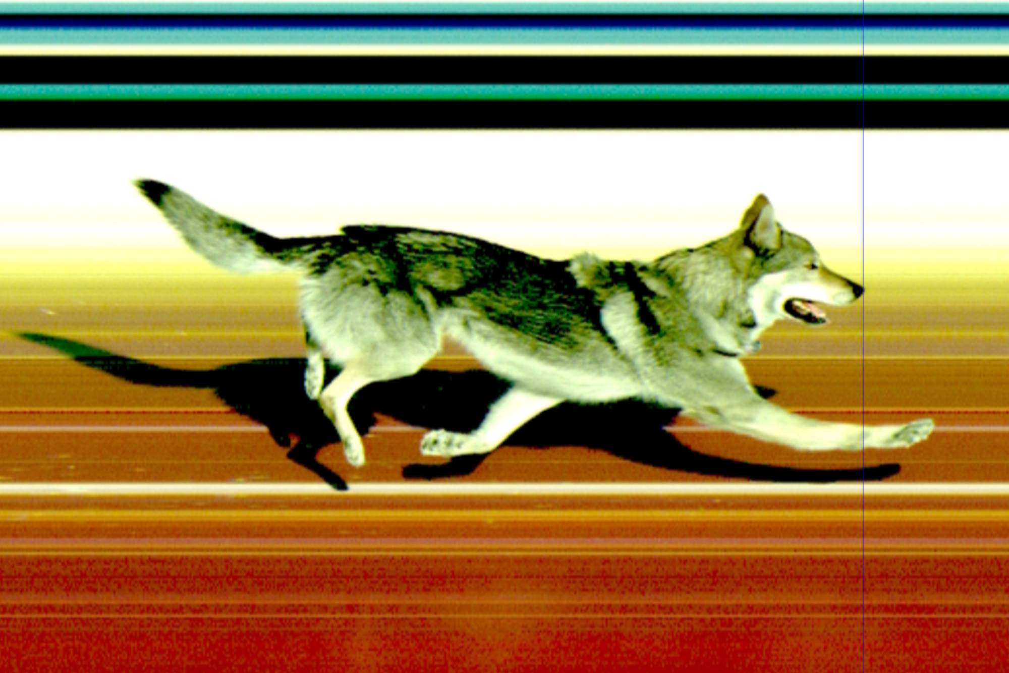 How Omega captured the moment a dog crossed the finish line at the ...