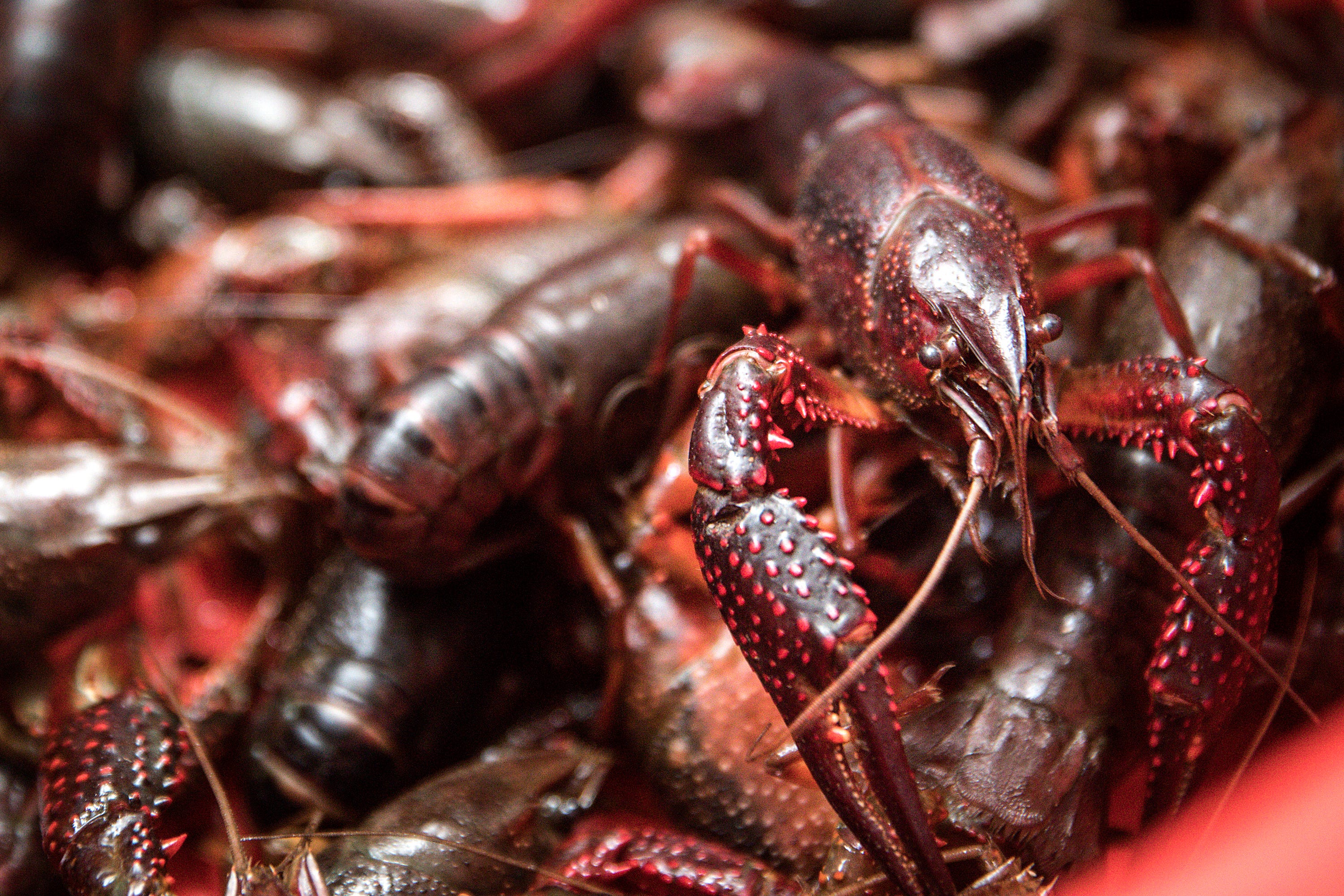 Crawfish season could be impacted by worker shortages
