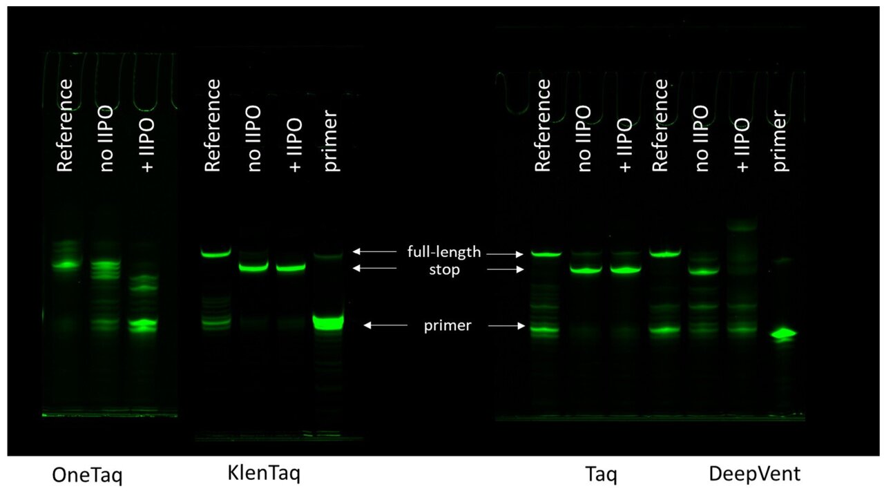 Expands the genetic alphabet: Artificial DNA base pair uses halogen ...