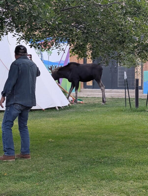 Onlooker captures photos of tourists' reckless behavior near large wild ...