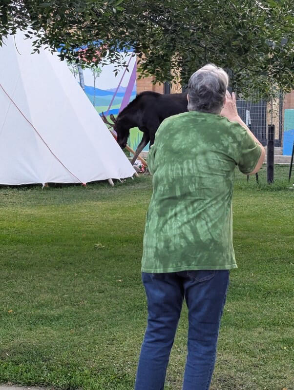 Onlooker captures photos of tourists' reckless behavior near large wild ...