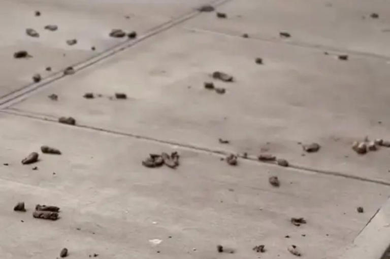NYC's most poop-filled areas revealed as dog waste complaints hit ...