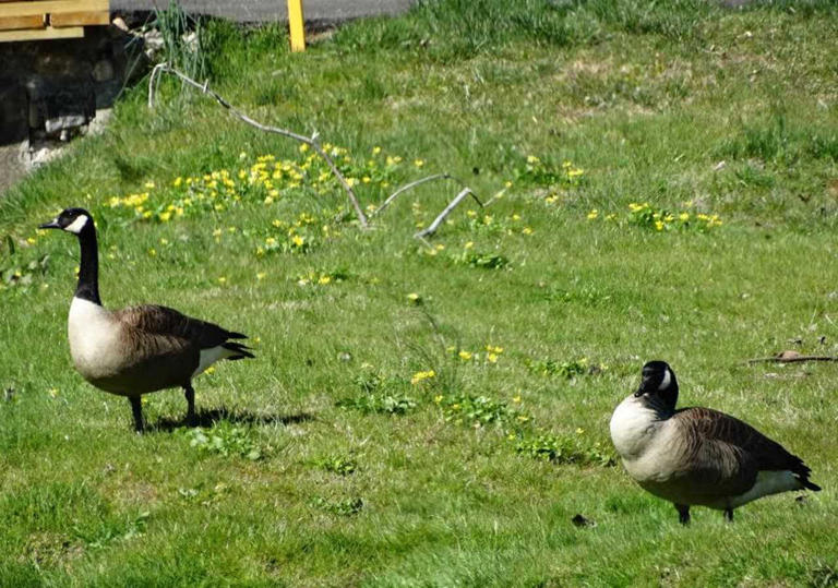Dead geese found in Salem County park