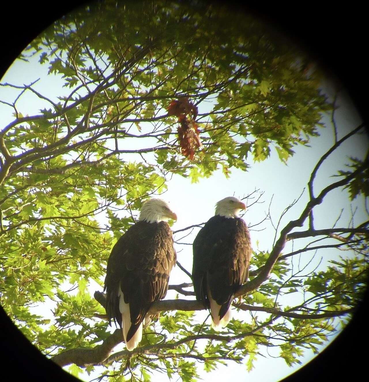 Readers share more eagle photos