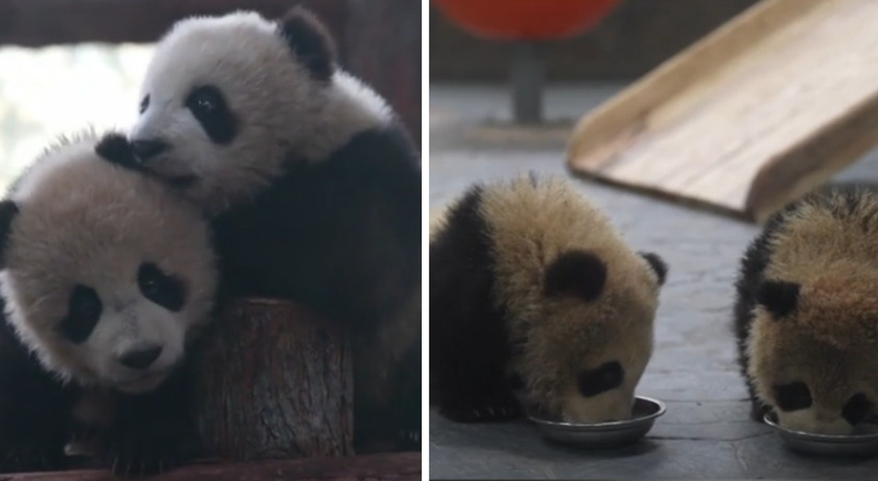 Panda, i cuccioli gemelli conquistano il pubblico dello Shanghai ...