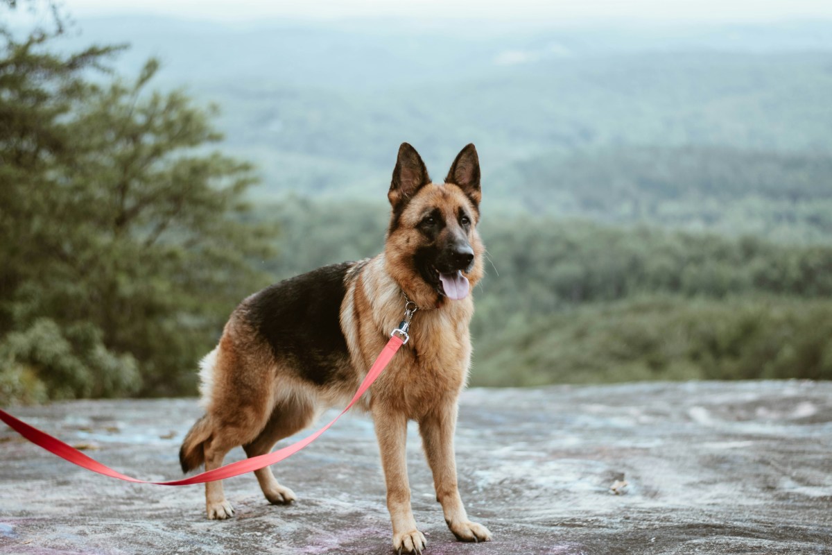 German shepherd sweetly bonds with her human by crying when she cries