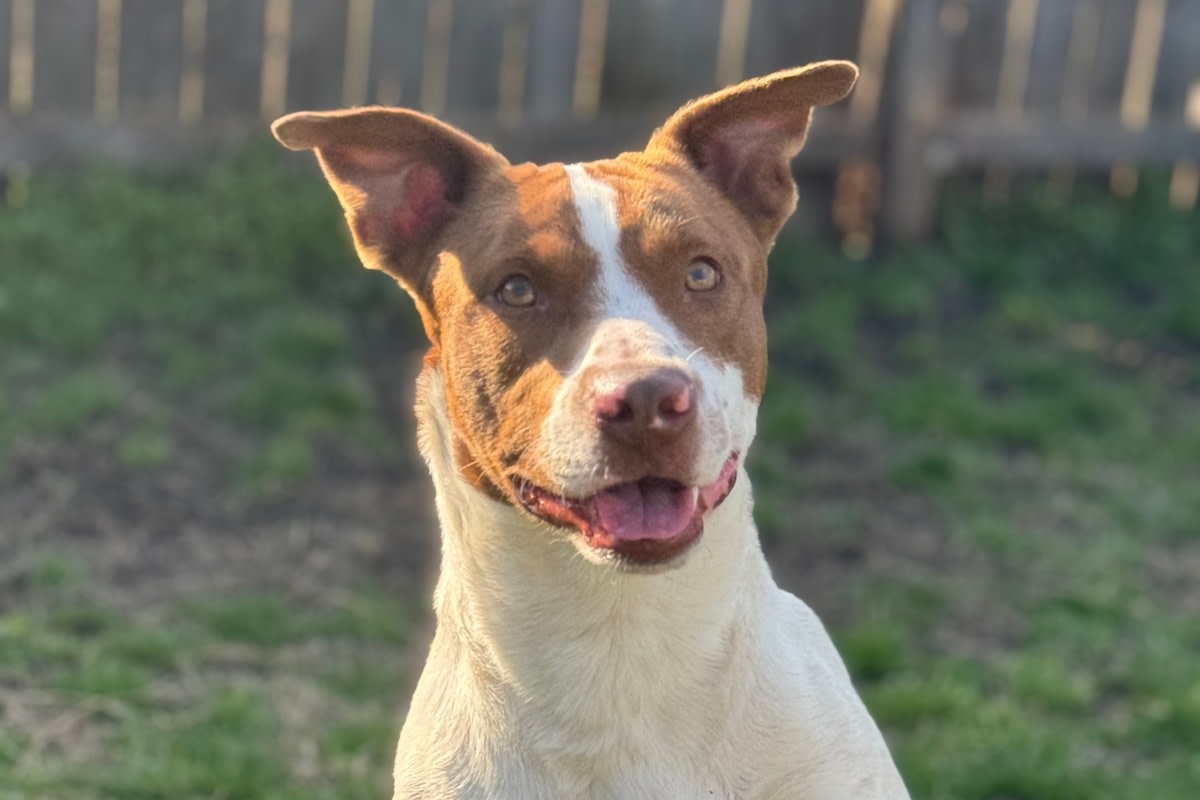 Watch Toby the rescue dog demand belly rubs from his foster mom in ...
