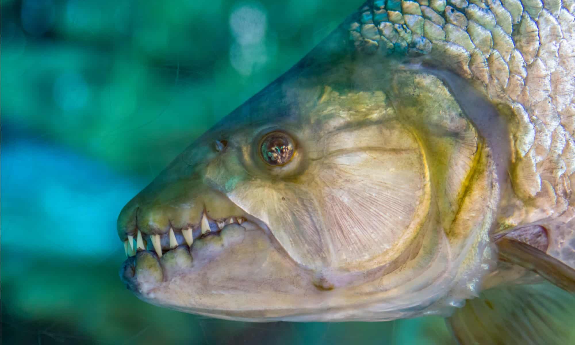 This scary fish attacks anything that moves – including humans