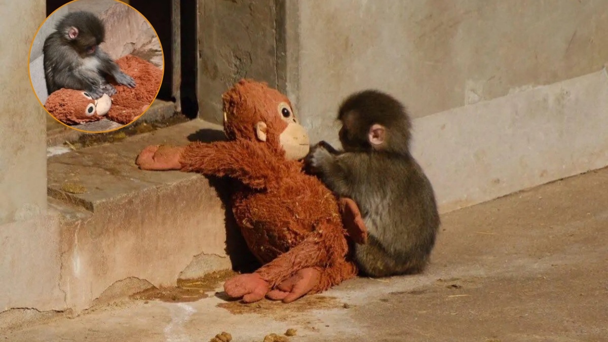 Abandoned baby monkey melts hearts after clinging to stuffed toy for ...