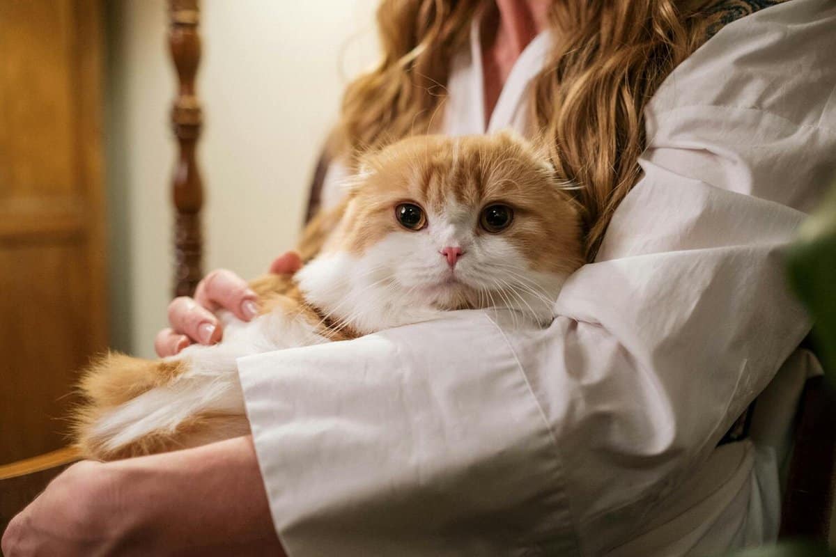 How to tell if your cat’s absorbing your negative energy