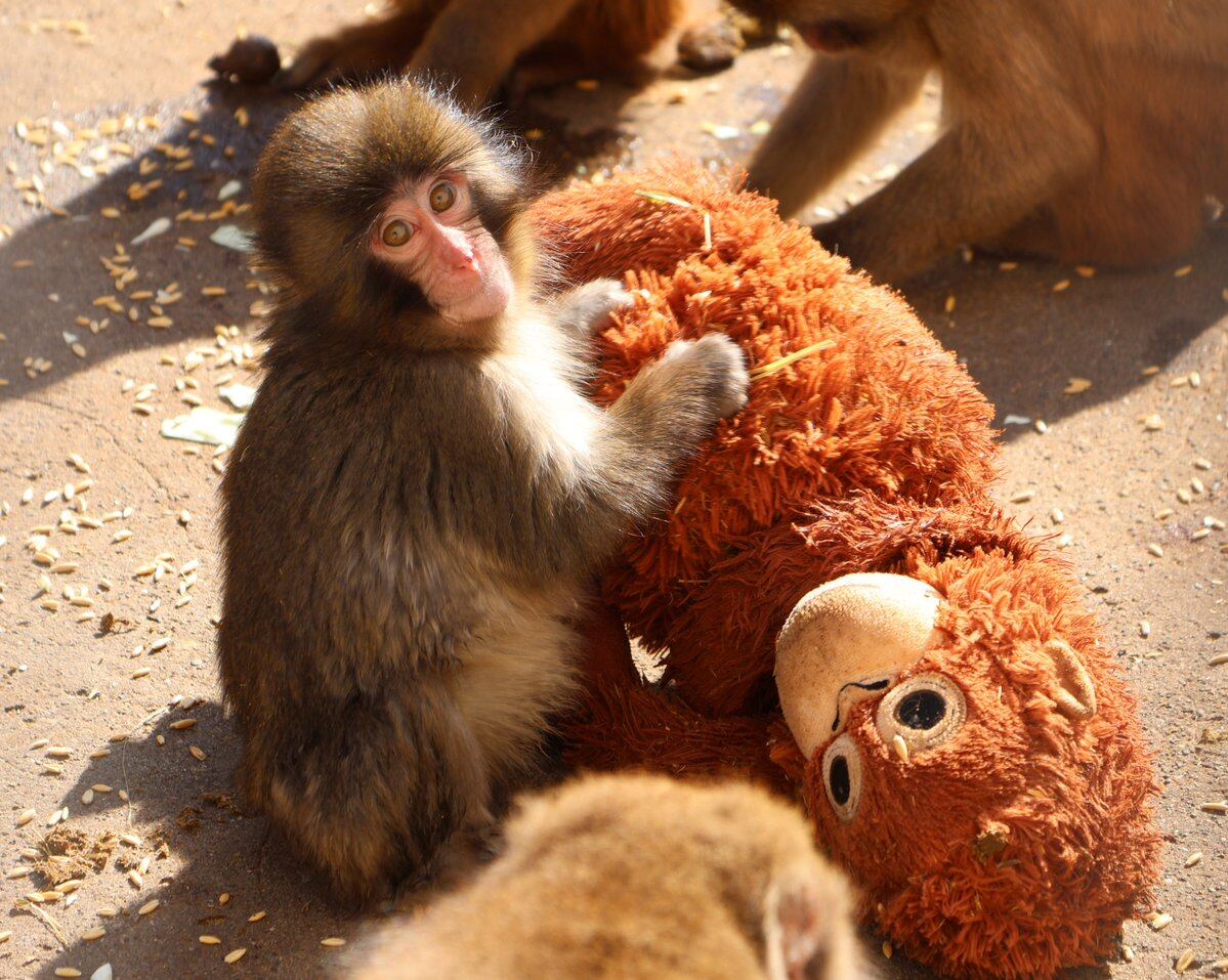 Baby monkey 'Punch' finds fame through bond with stuffed orangutan