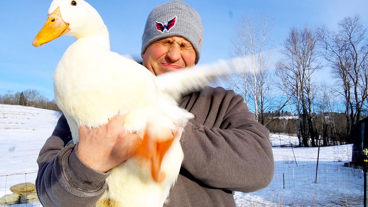 Massive farm birds display some serious big duck energy