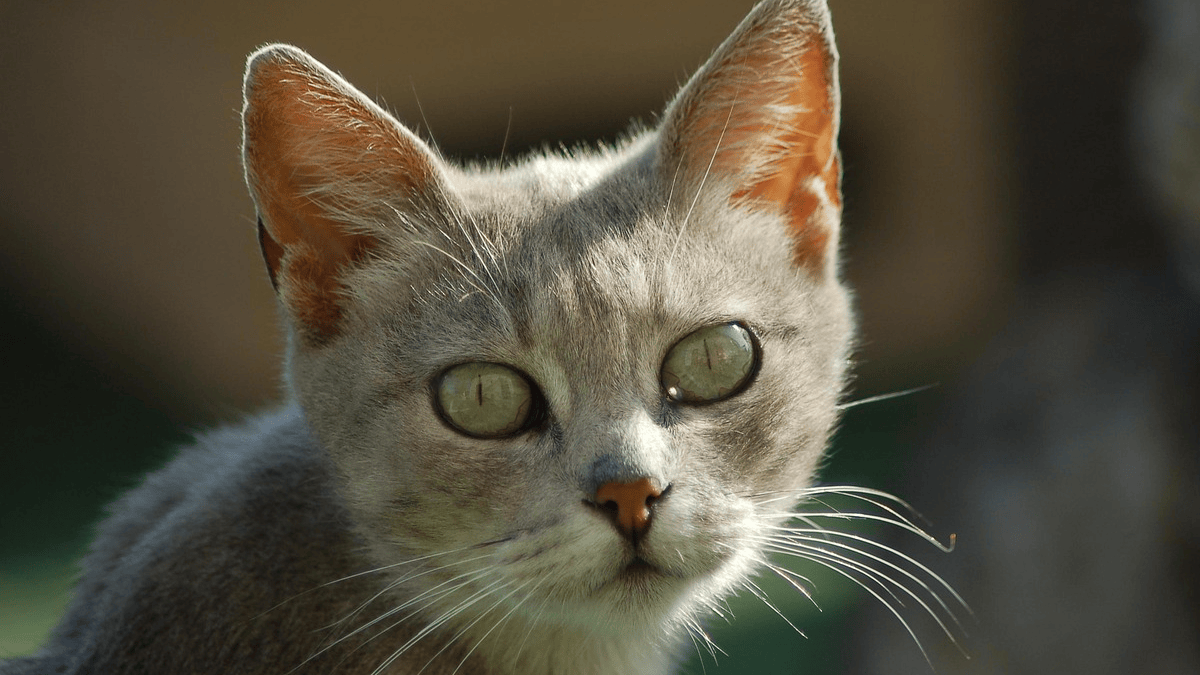 These 7 signs prove you're your cat's favorite human (they're the ...