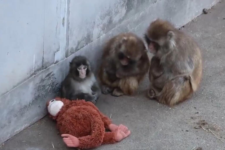 Baby monkey 'Punch' finds fame through bond with stuffed orangutan