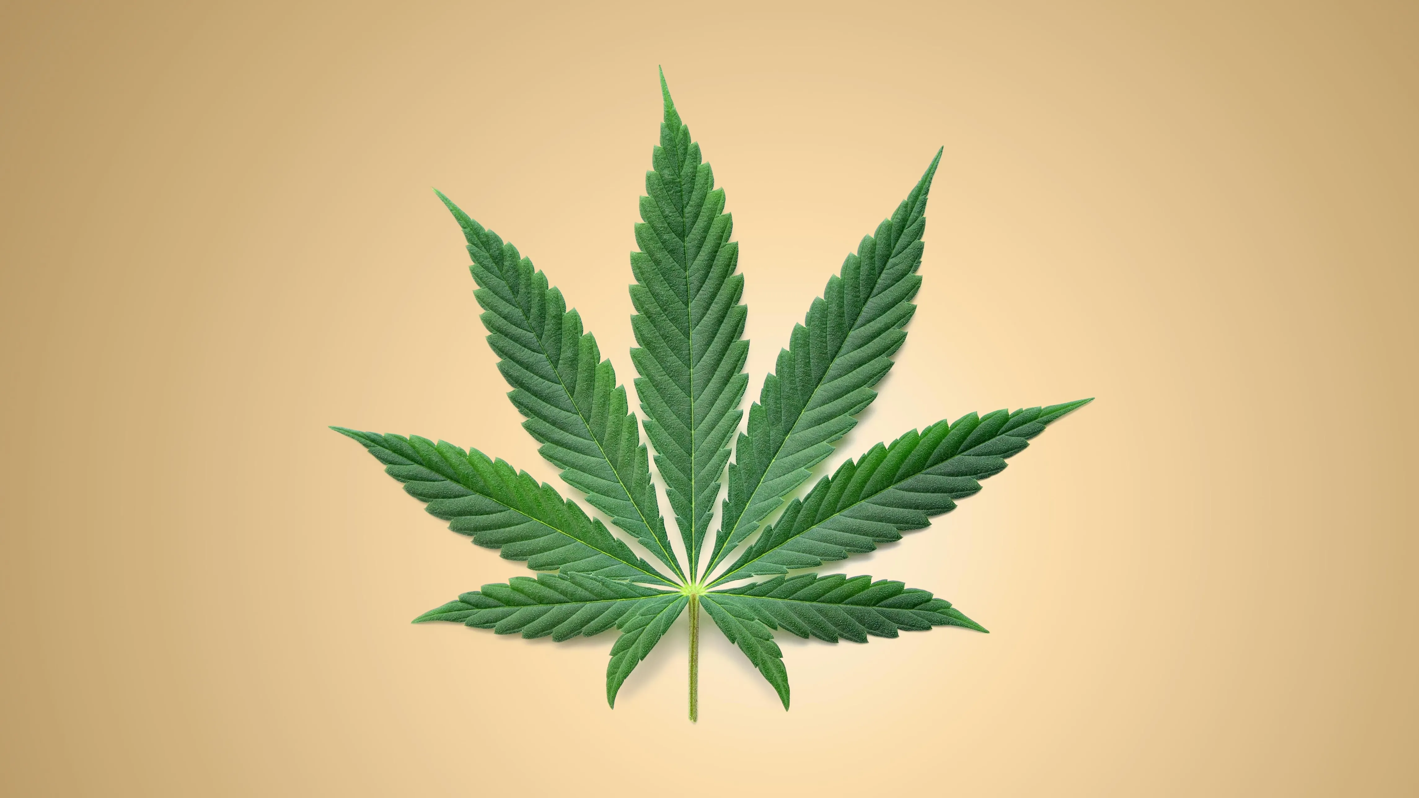 How does marijuana use factor into life insurance coverage?