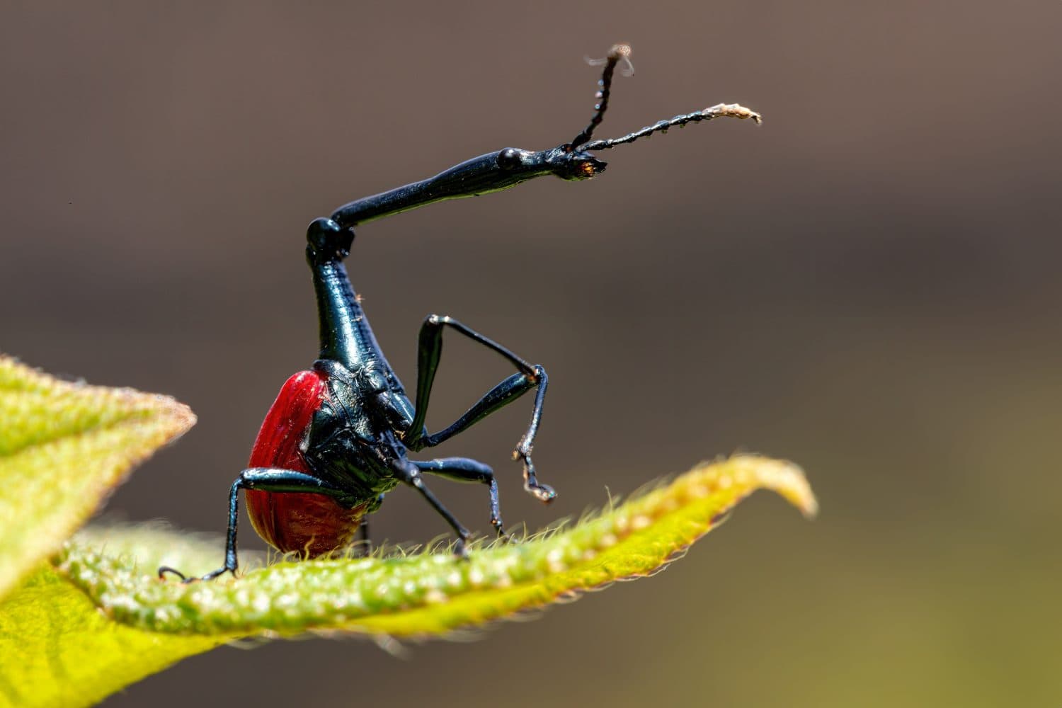 The average American can’t properly identify these common insects