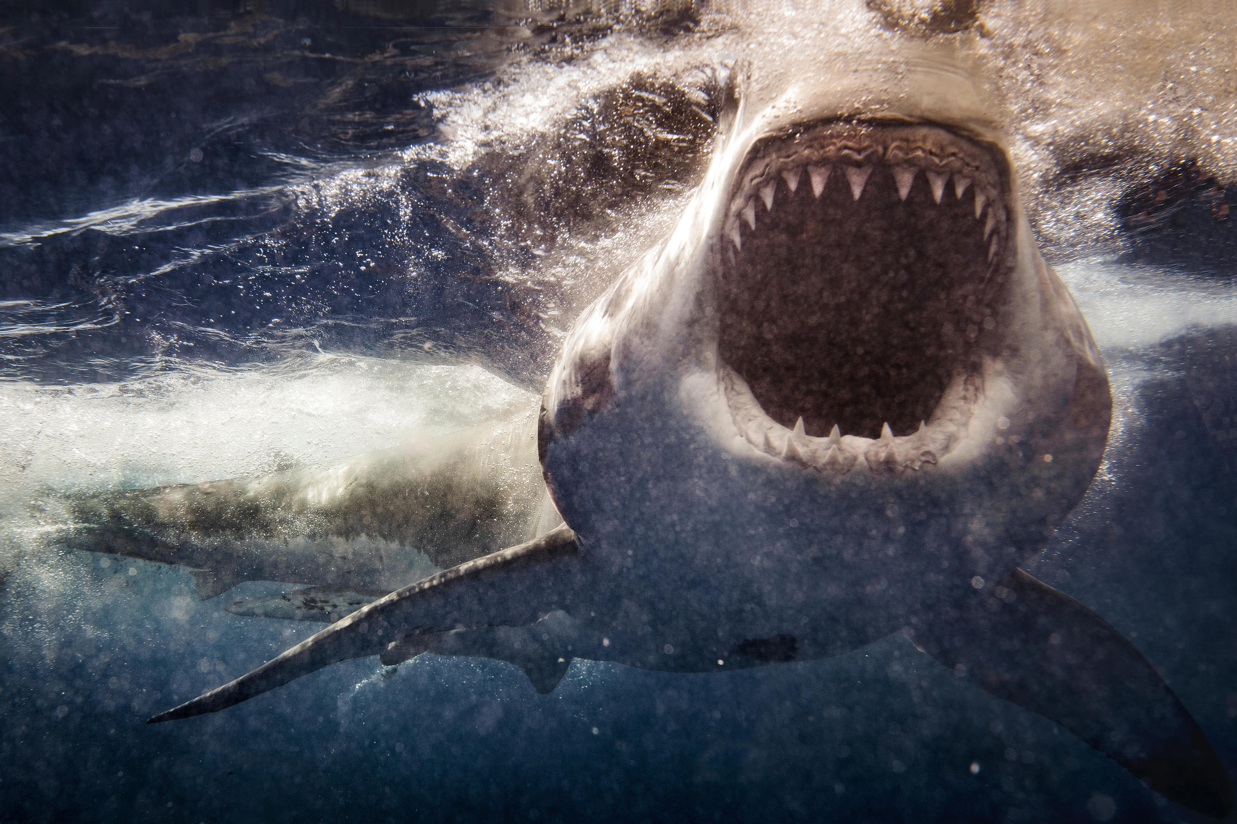 California's deadly distinction in US shark attack statistics