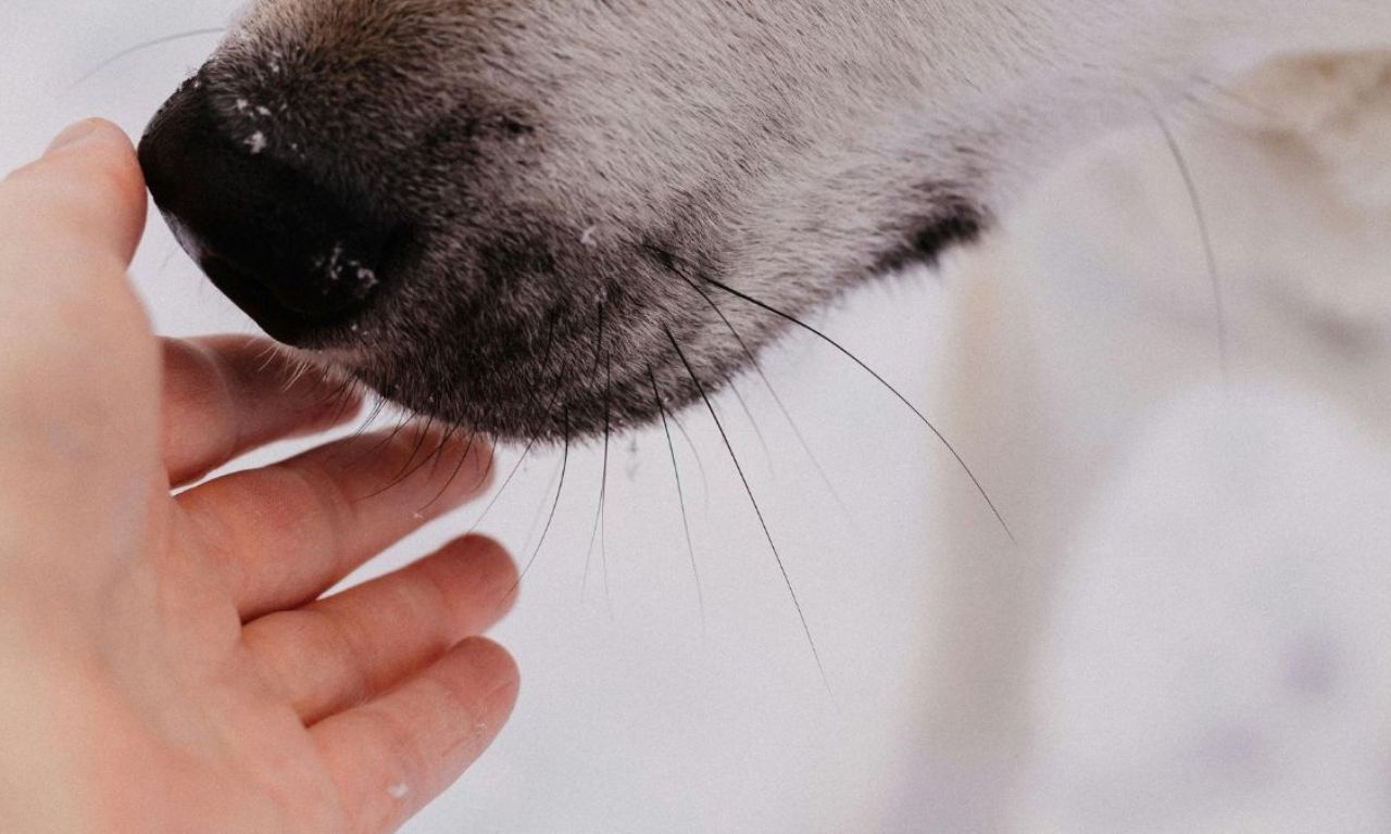 Qué quiere decir que tu perro te toque con su hocico, según veterinarios