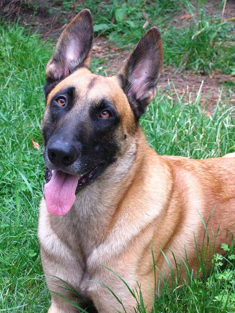 12 dog breeds that can become reactive if socialization is skipped