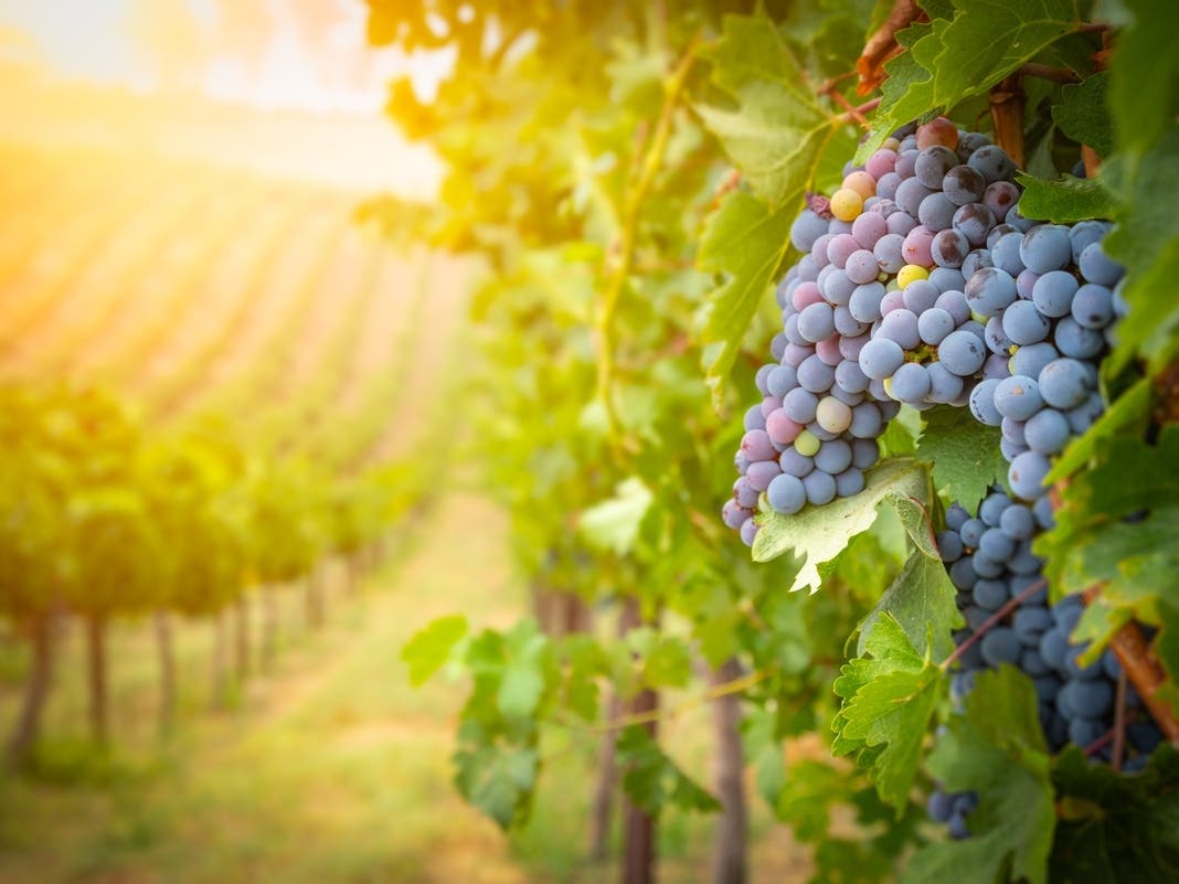 Gallo closes sites, cuts Napa, Sonoma County jobs