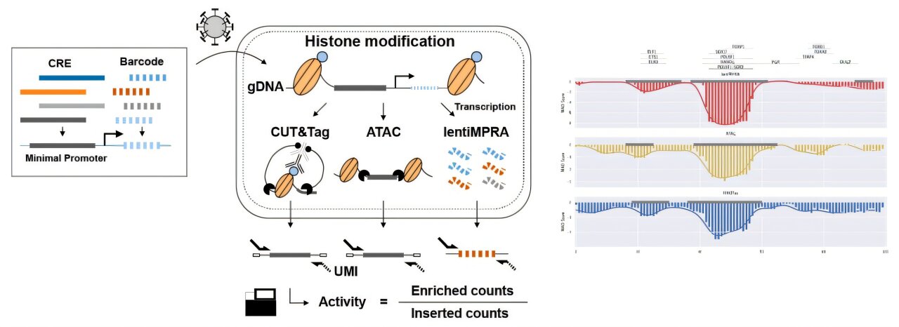 A new method to decode how DNA 'switches' control gene activity