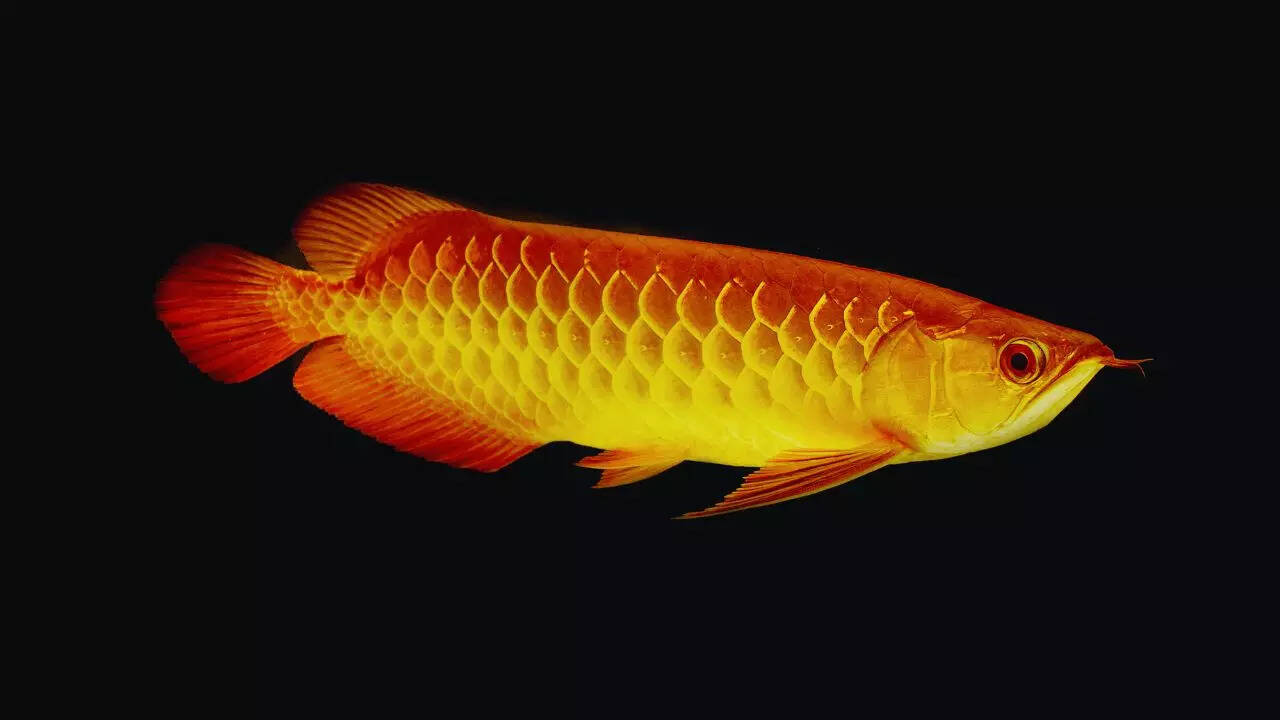 5 Vastu-approved fish to keep in your home aquarium for luck and prosperity
