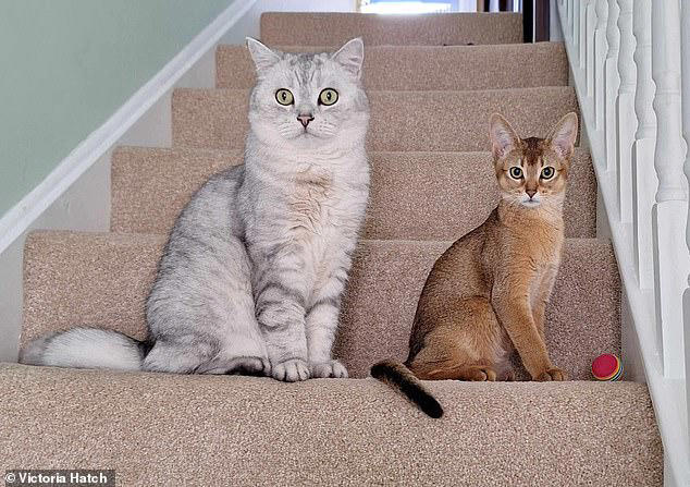 Scientists say the secret to curing cancer could live in your pet cat