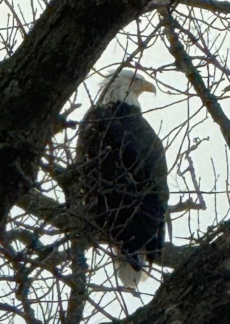 Readers share more eagle photos