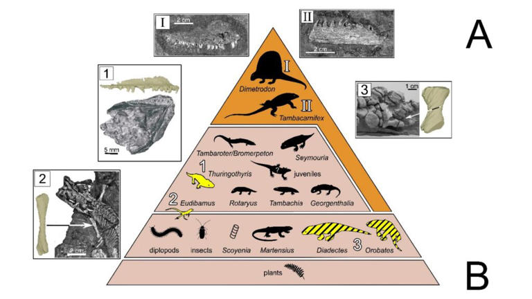 The oldest 'animal vomit' has finally been identified, and it's not ...
