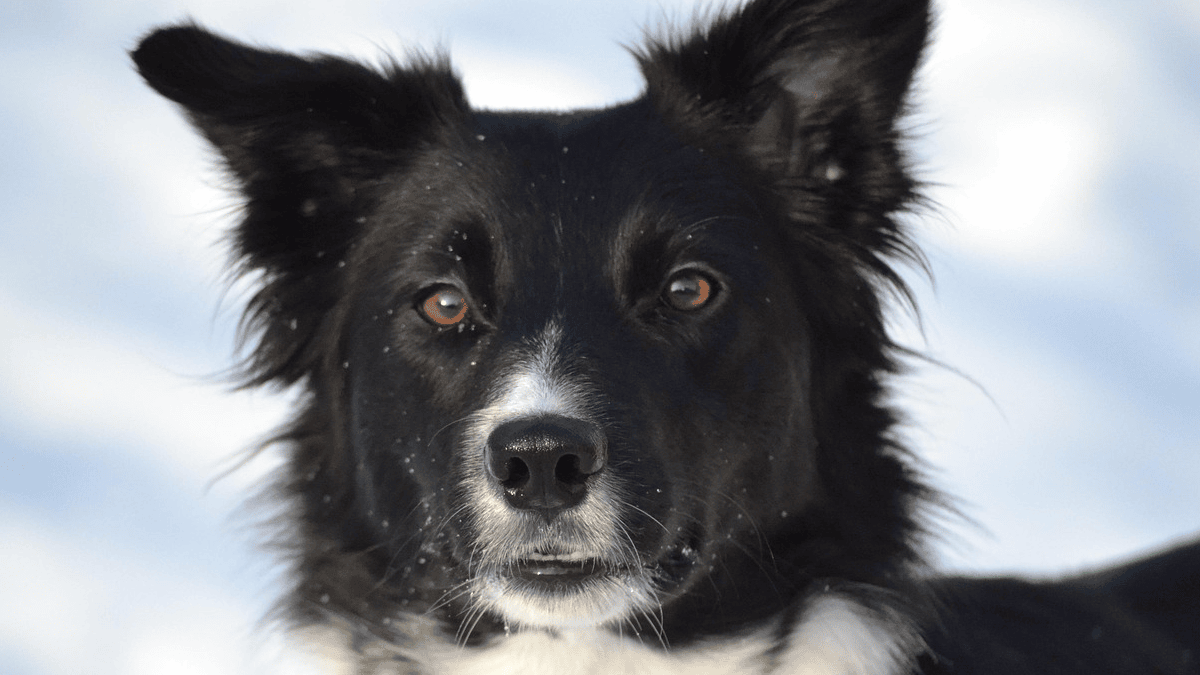 Which dog breed matches your personality based on your birth month?