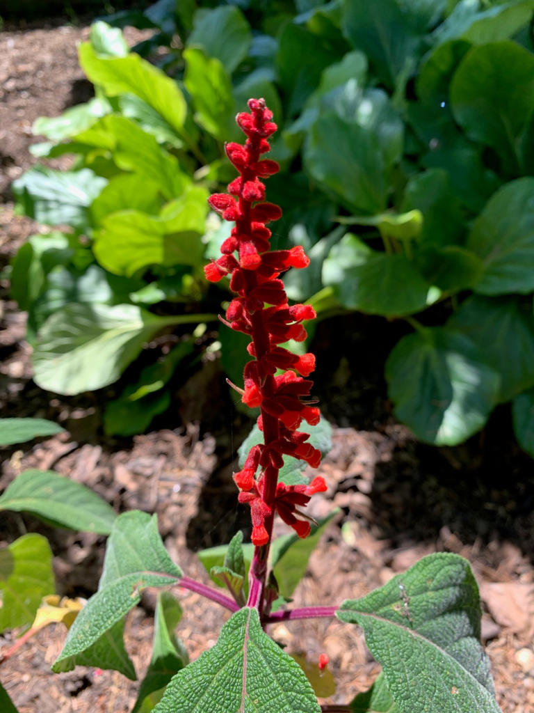 Tom Karwin, on gardening | Pointers for perennial plant propagation