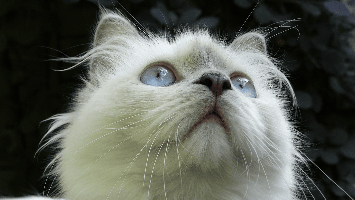5 signs you broke your cat's heart, according to veterinarians