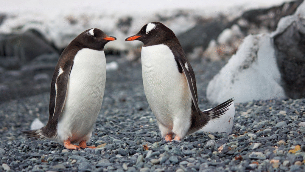 Penguins are starting families sooner in Antarctica, and it’s not good news