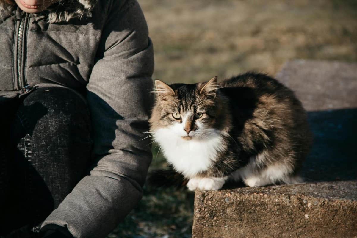 How to tell if your cat’s absorbing your negative energy