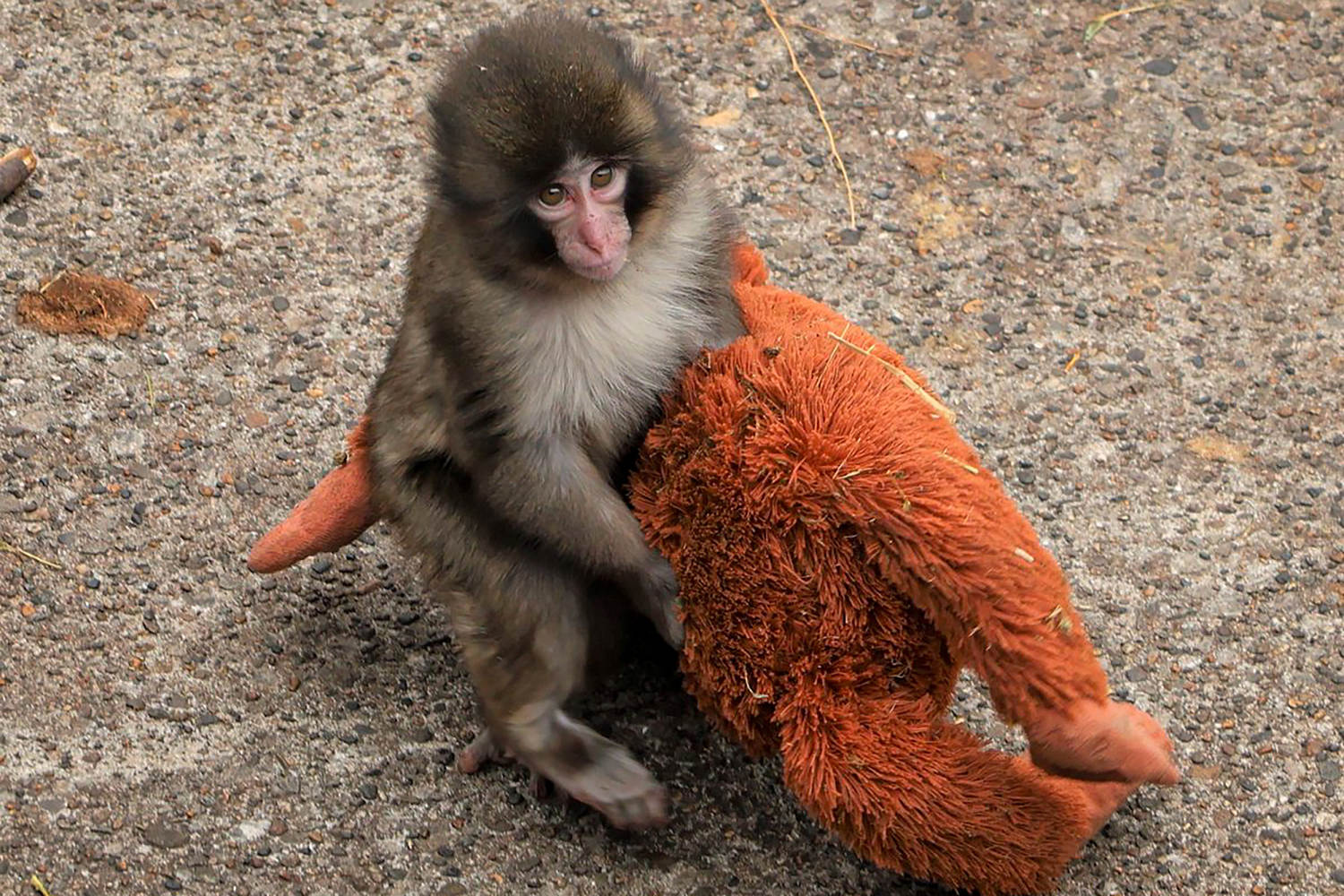 2 arrested after breaking into Punch the Monkey enclosure in Japan, zoo ...