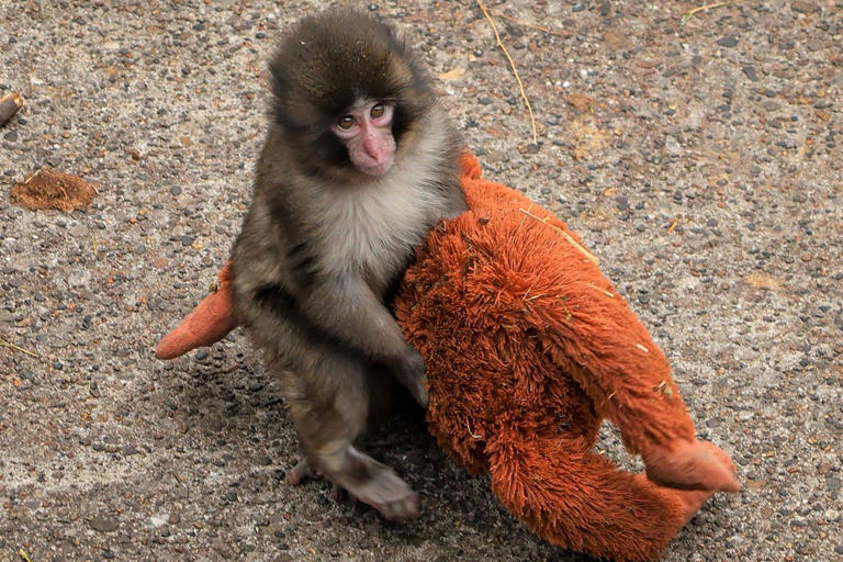 Punch the monkey, initially an outcast, finds some friends (and the ...
