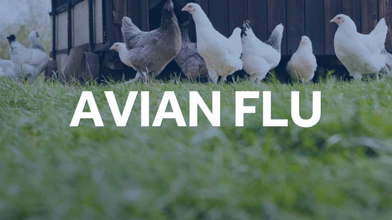 Department of Agriculture reports avian flu has affected over 1 million ...