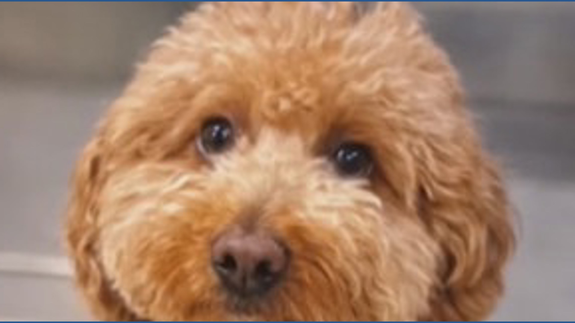 Dog abandoned at airport ticket counter