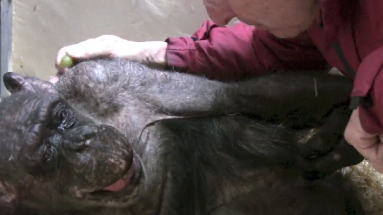 Elderly chimpanzee’s emotional goodbye