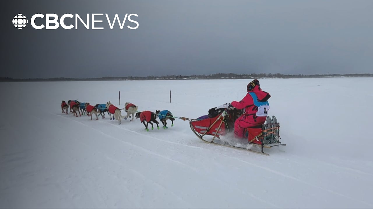 Canadian Challenge: Sask.'s biggest sled dog race unravels stories ...