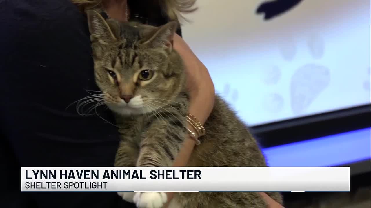 Shelter spotlight: Meet Charisma from the Lynn Haven Animal Shelter
