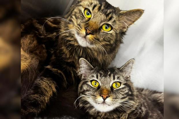 Nine-month-old kittens left to die in wet cardboard box on Colchester ...