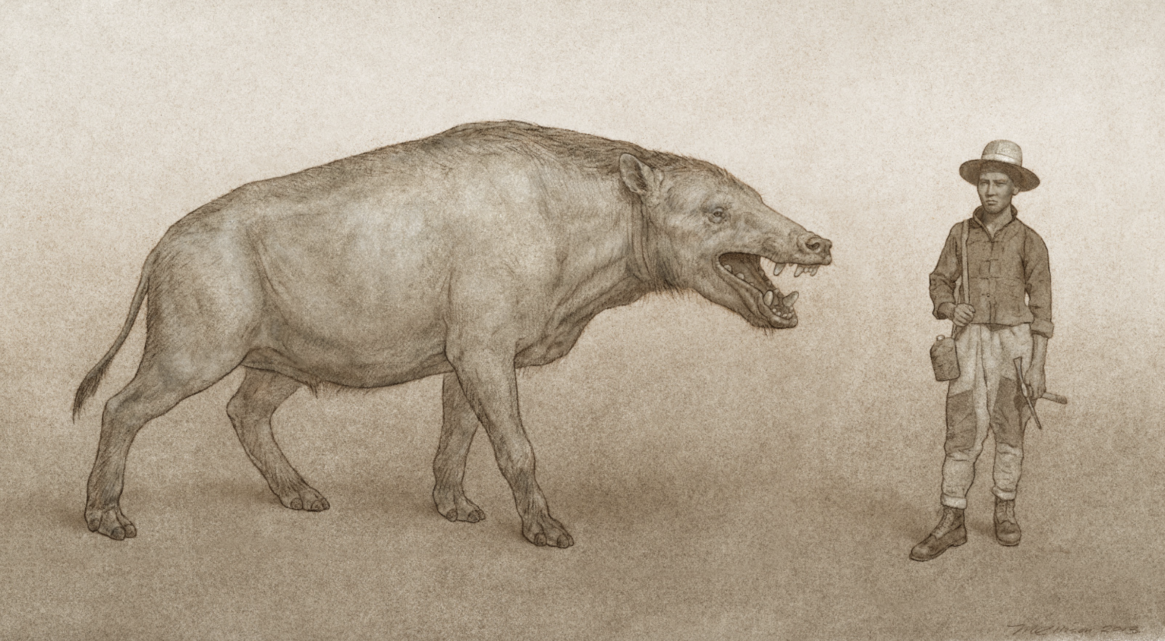 This giant carnivore ran on hooves. Scientists are investigating its ...