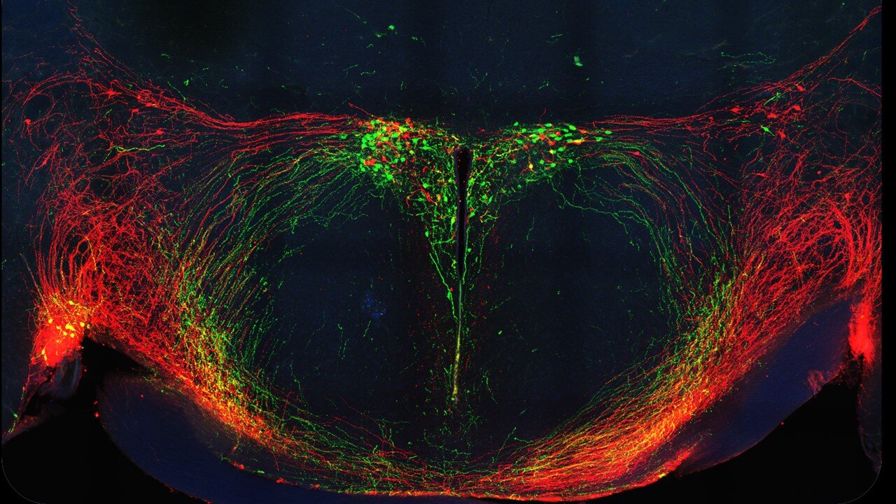 SNAP-47 protein may play key role in regulating how oxytocin is ...